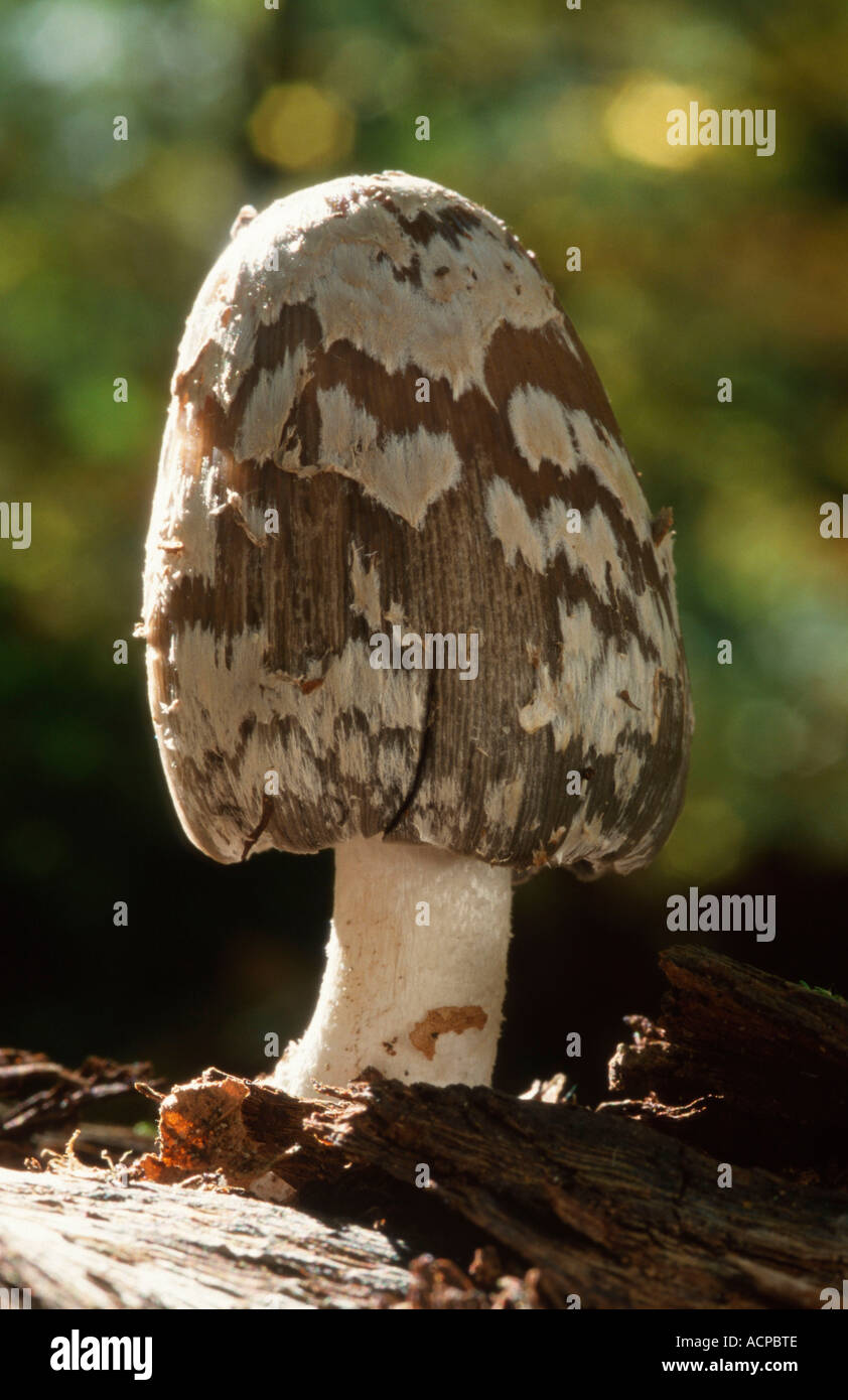 Magpie ink cap hi-res stock photography and images - Alamy