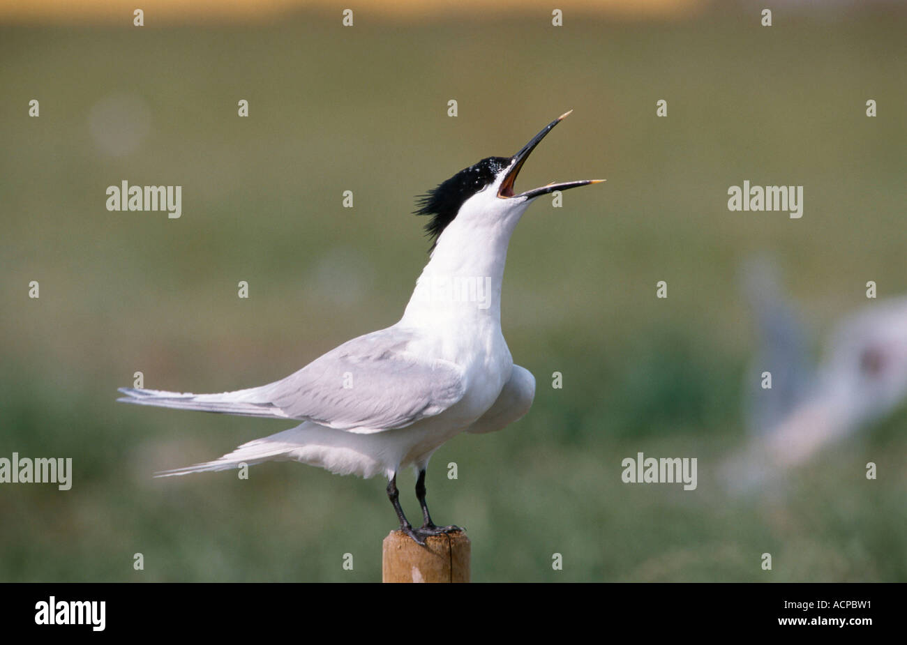 Sandwich Tern Stock Photo - Alamy