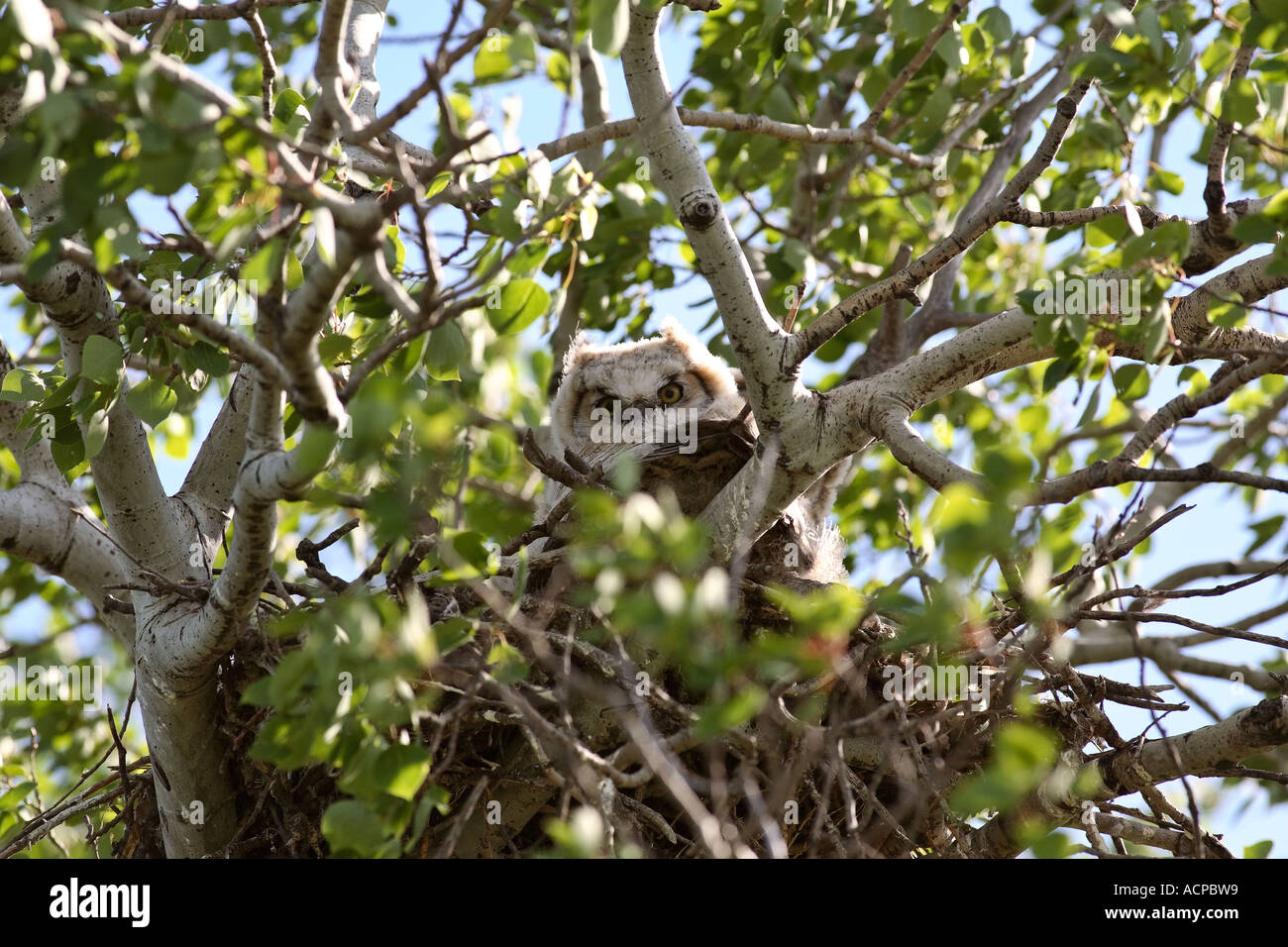 Great Horned Owl owlet in nest in scenic Saskatchewan Canada Stock ...
