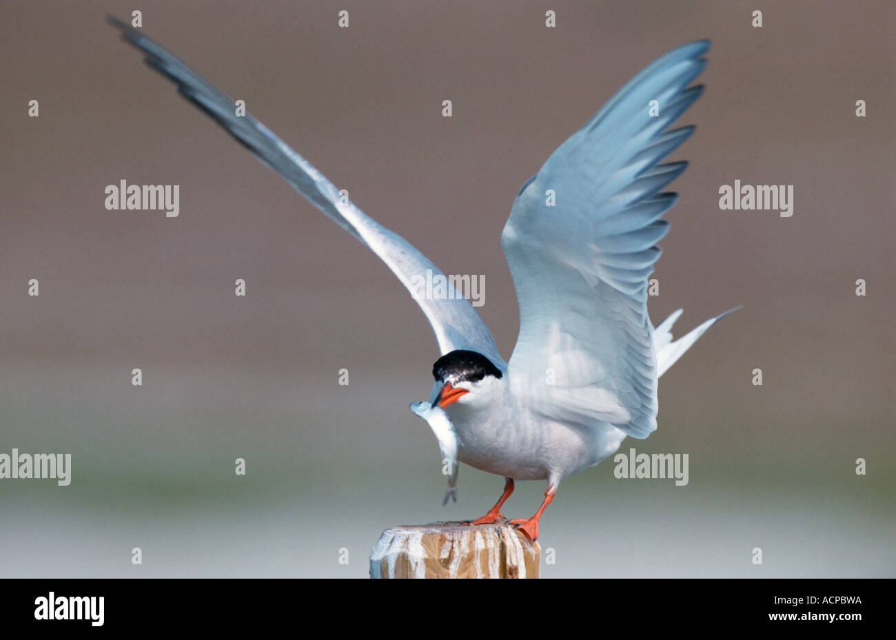 Common Tern Stock Photo - Alamy