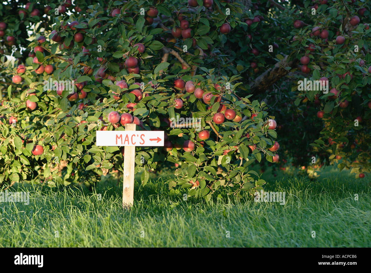 Macintosh apple tree hi-res stock photography and images - Alamy
