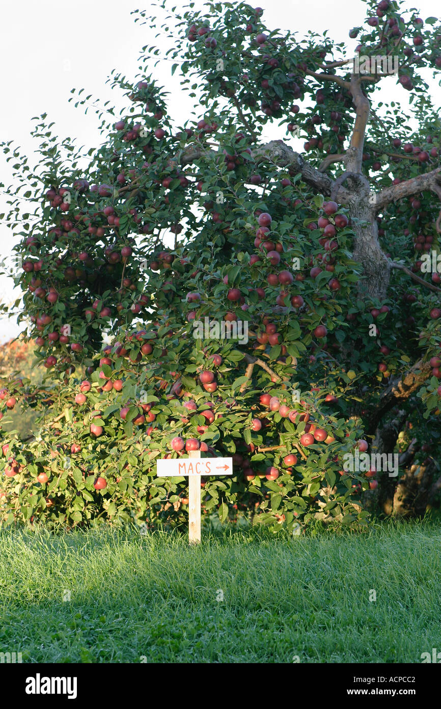 Macintosh apple tree hi-res stock photography and images - Alamy