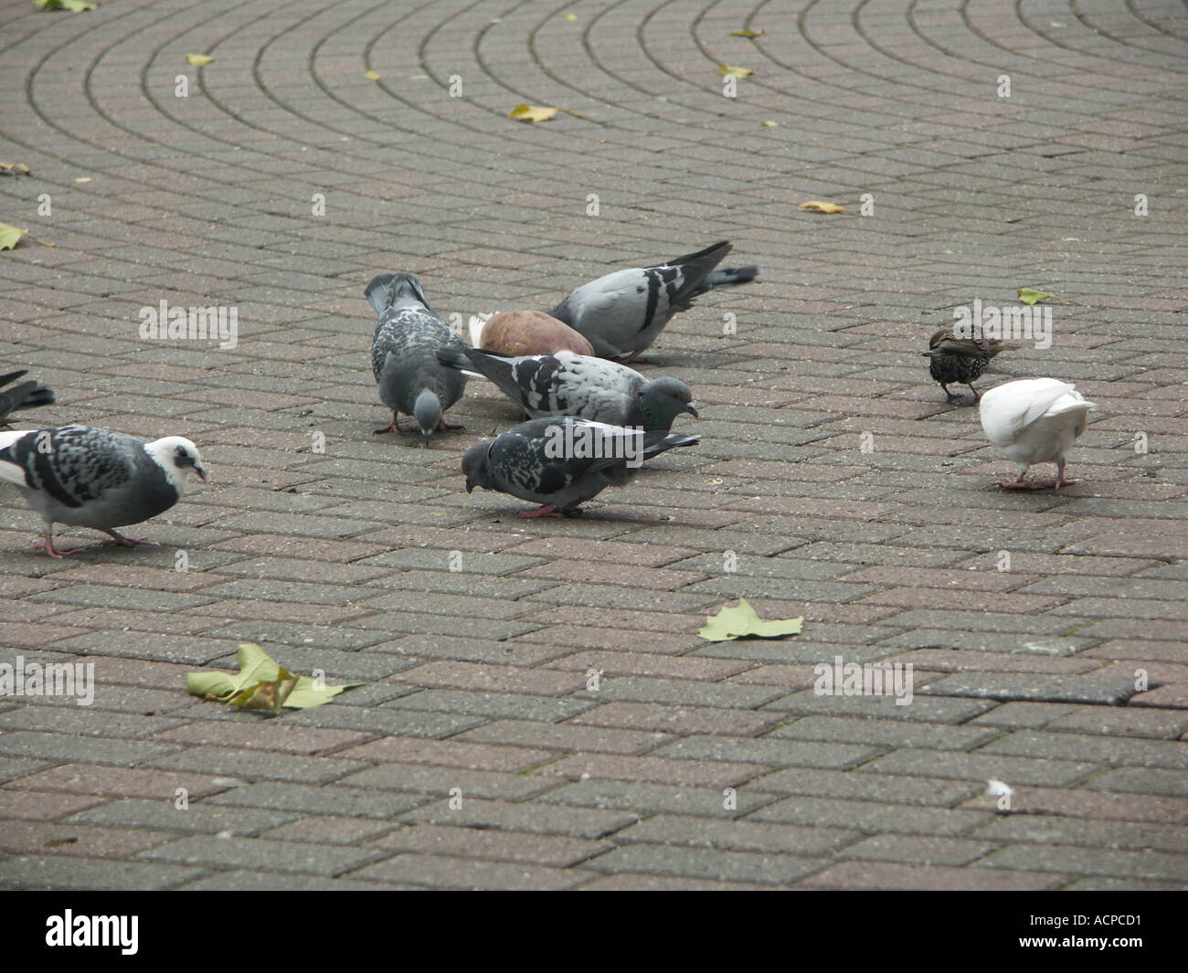 Pigeons Feeding in a town centre location. encouraged by people ...