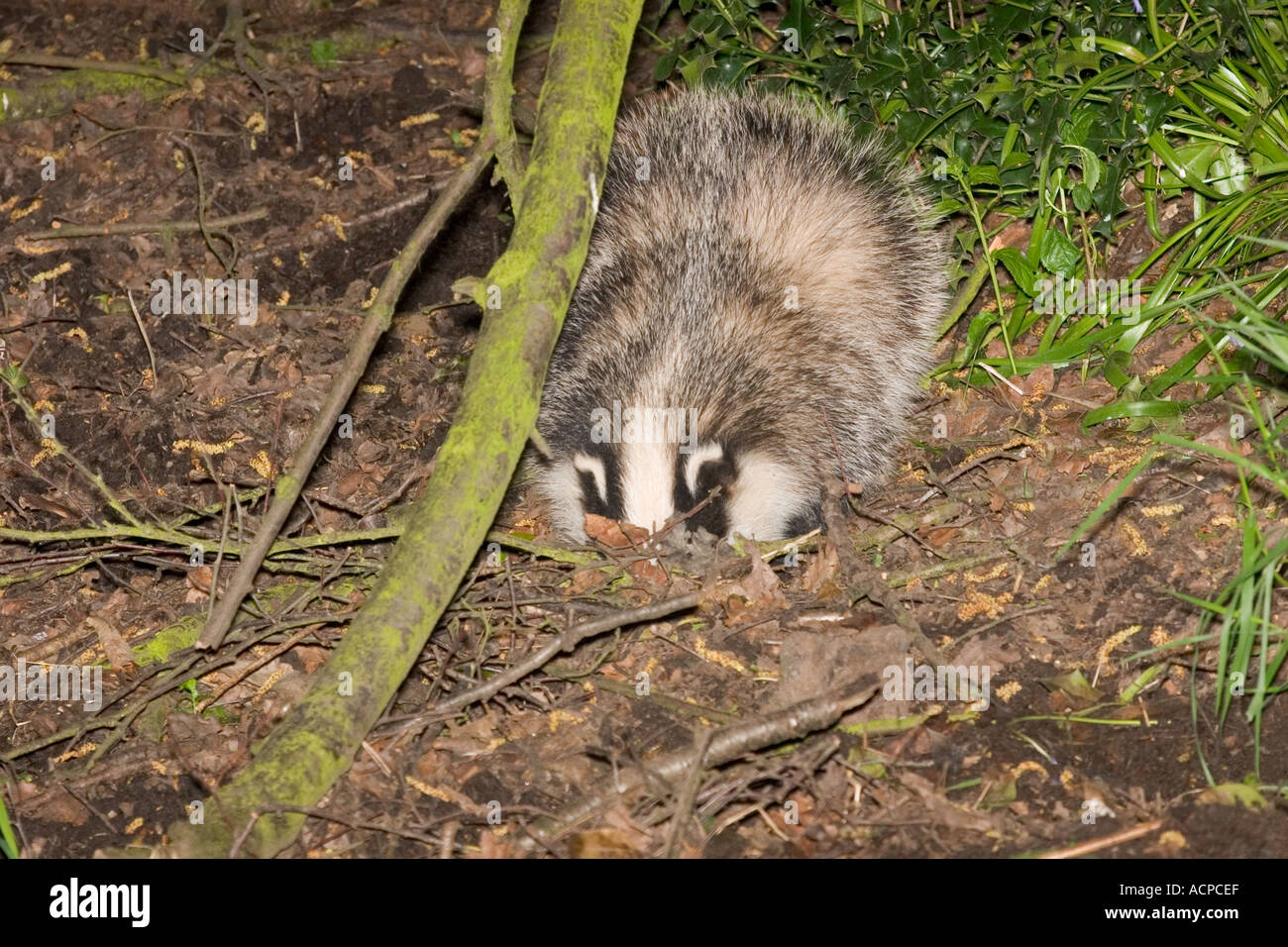 Badger rooting hi-res stock photography and images - Alamy