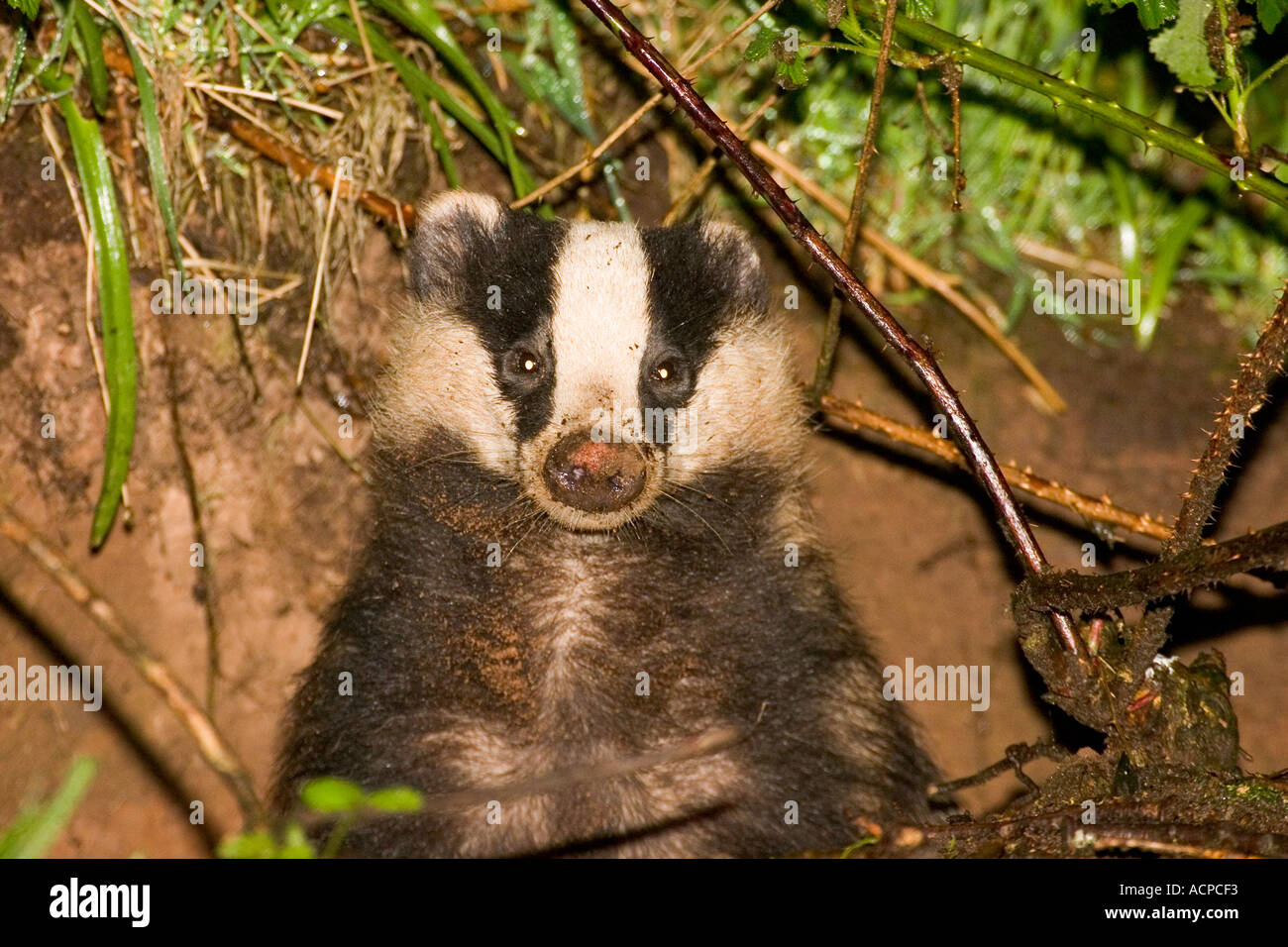 Cheshire badger hi-res stock photography and images - Alamy