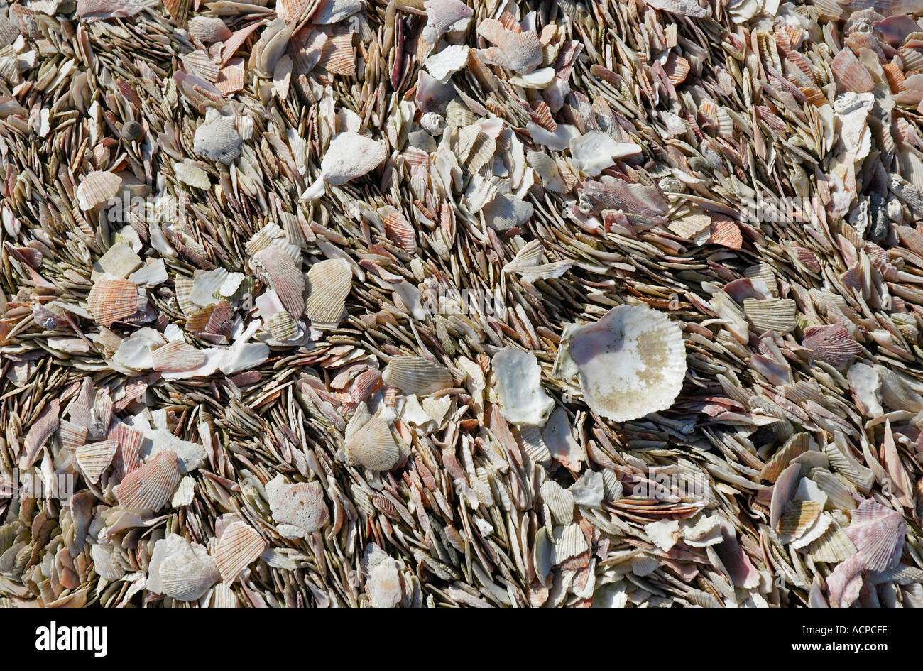 texture of shells Stock Photo - Alamy