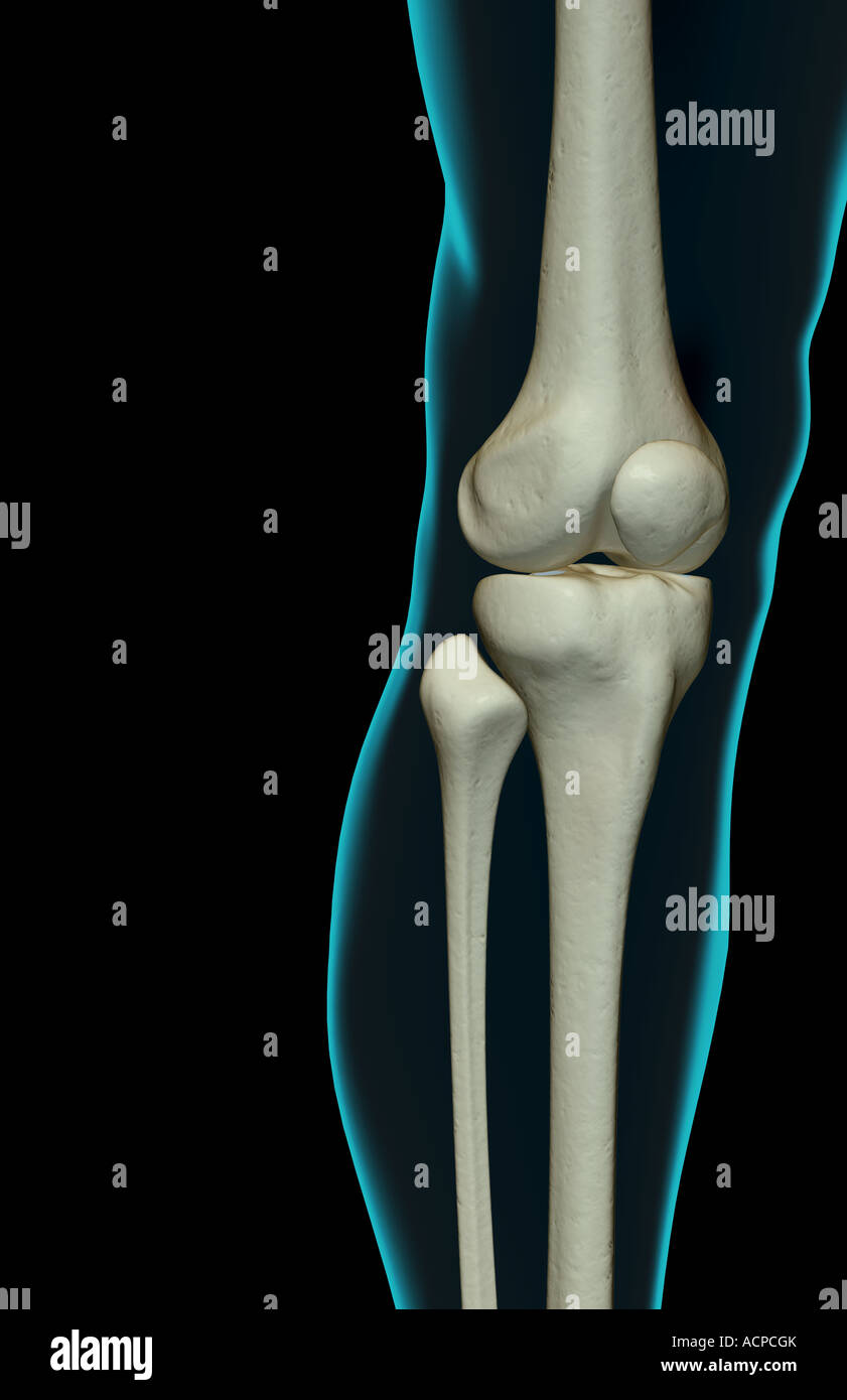 The bones of the knee Stock Photo - Alamy