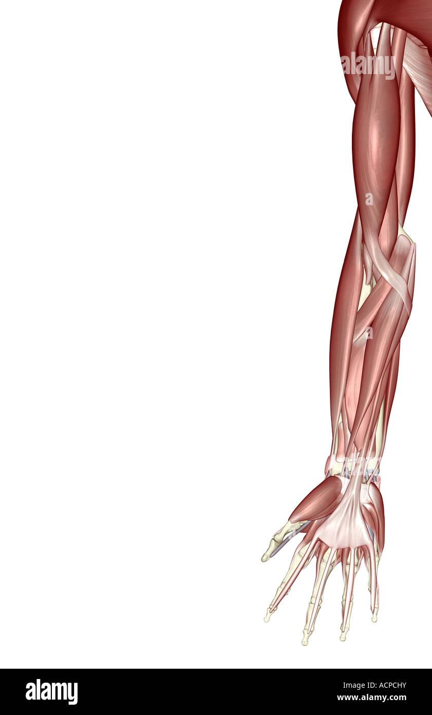 The muscles of the upper limb Stock Photo - Alamy