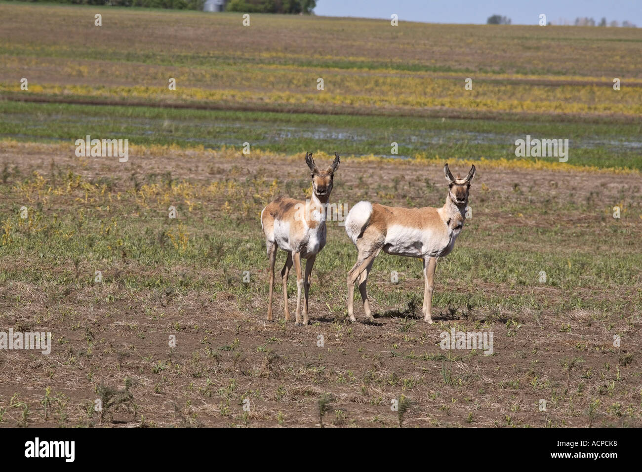 Two Pronghorn Antelopes in a field in scenic Saskatchewan Canada Stock ...