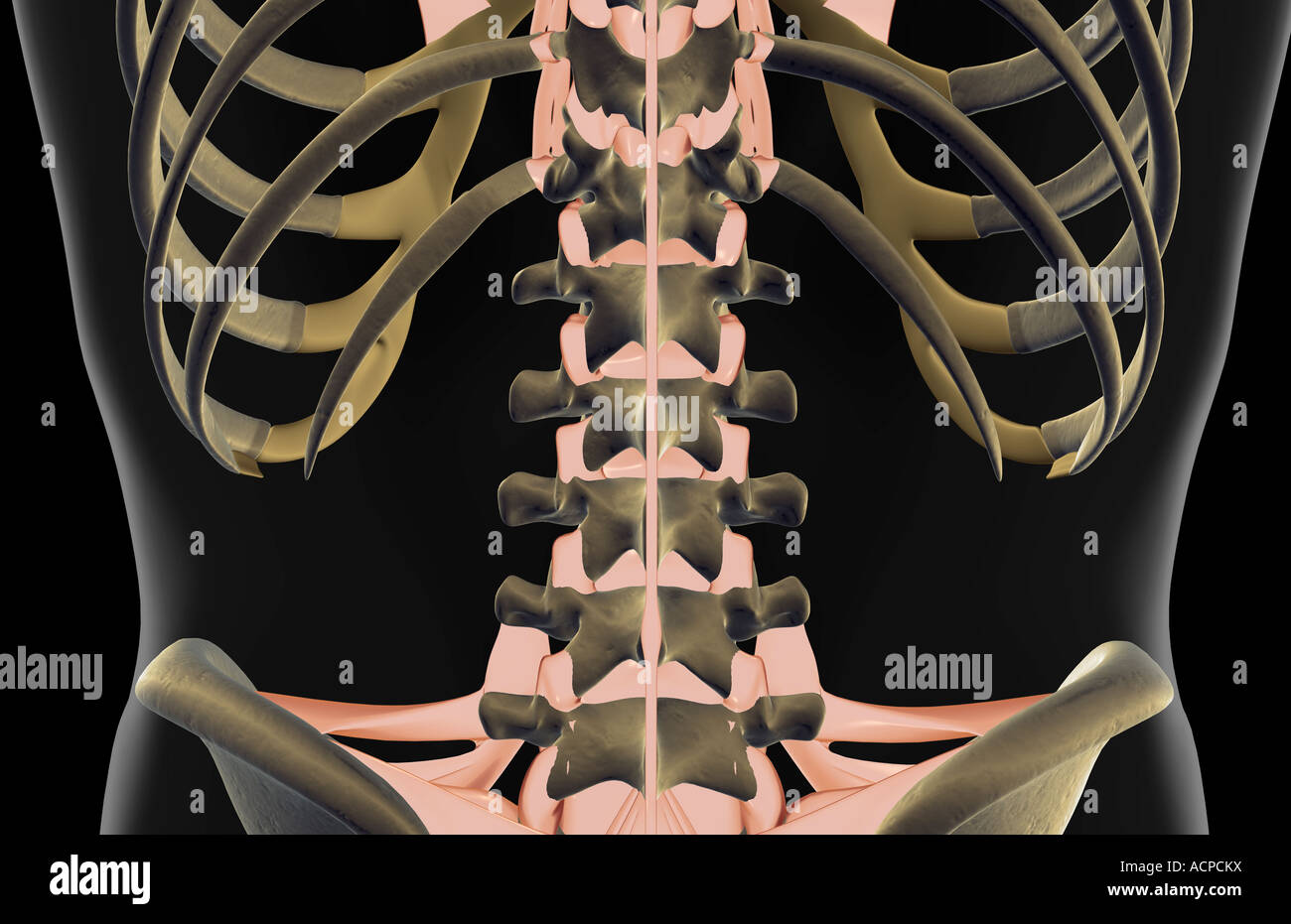 The ligaments of the lower back Stock Photo - Alamy