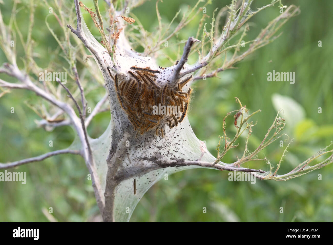 small caterpillars on a cocoon in scenic Saskatchewan Canada Stock ...