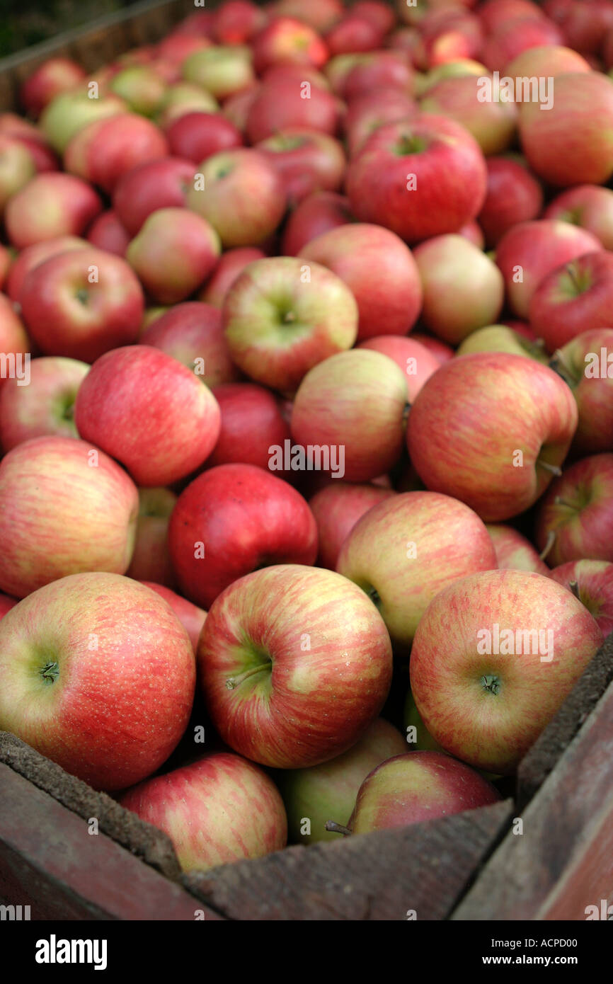 Harvest at Vermont Apple Orchard Stock Photo - Alamy