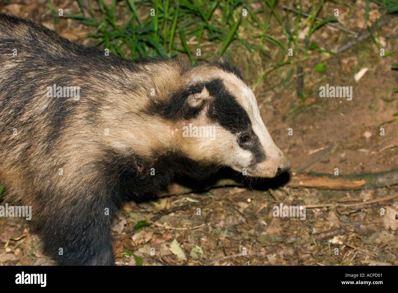 Very old and battered badger closeup Stock Photo - Alamy