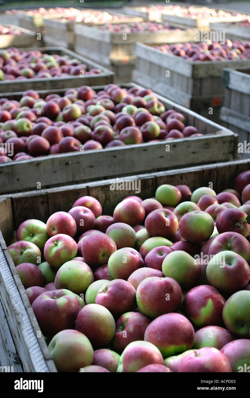 Harvest at Vermont Apple Orchard Stock Photo - Alamy