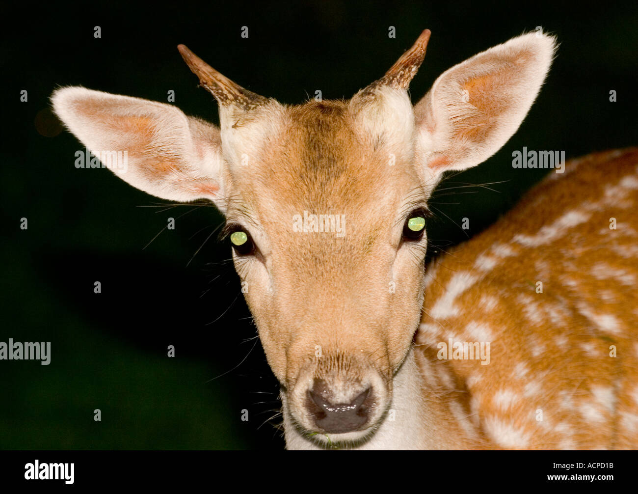 Deer and night hi-res stock photography and images - Alamy