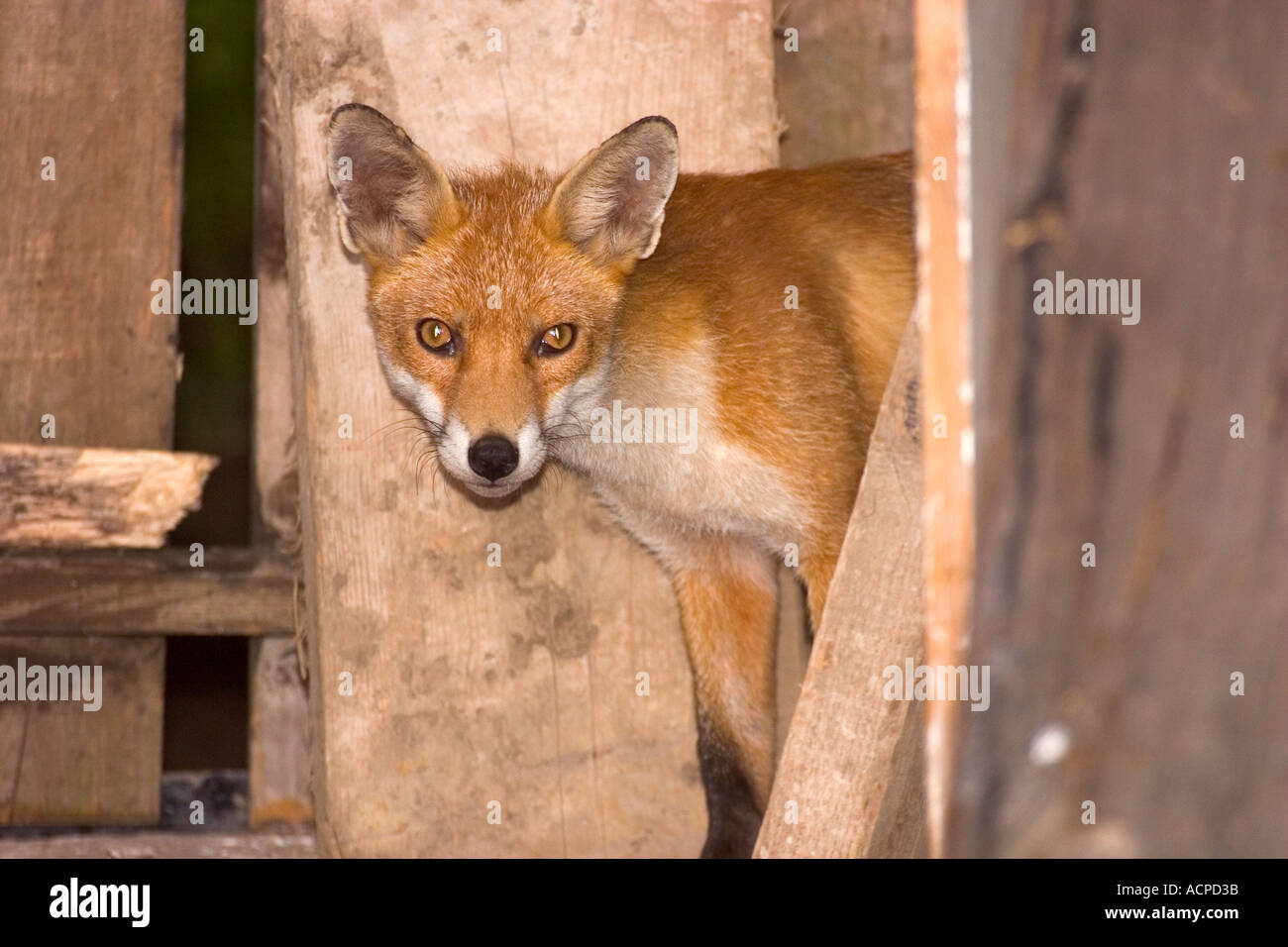 Released red fox, making home in woodpile Stock Photo - Alamy