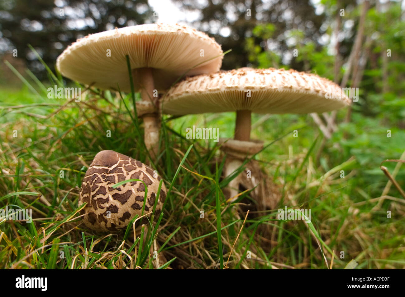Large toadstools in a field closeup Stock Photo - Alamy