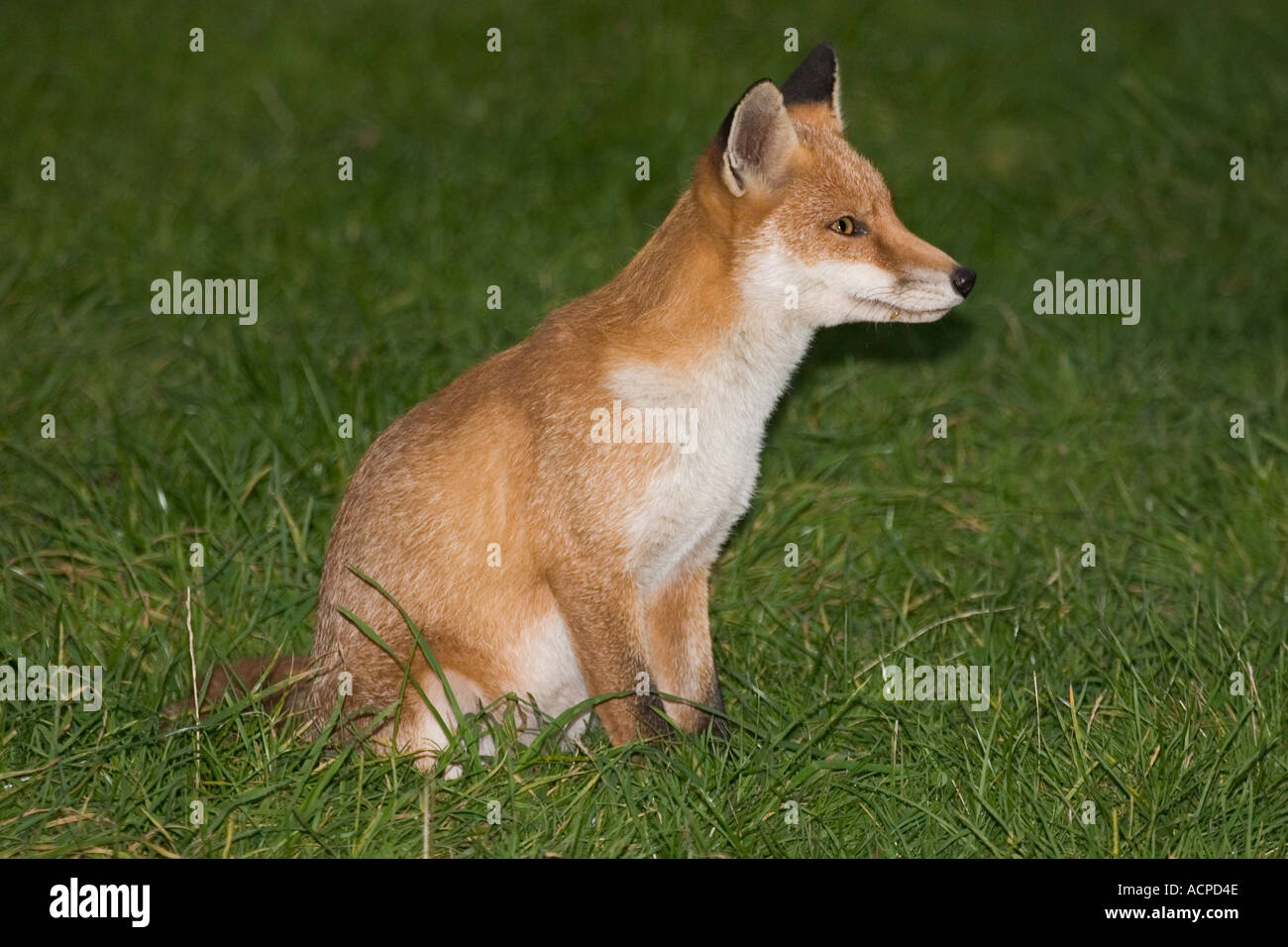 Red fox vulpes sitting hi-res stock photography and images - Alamy