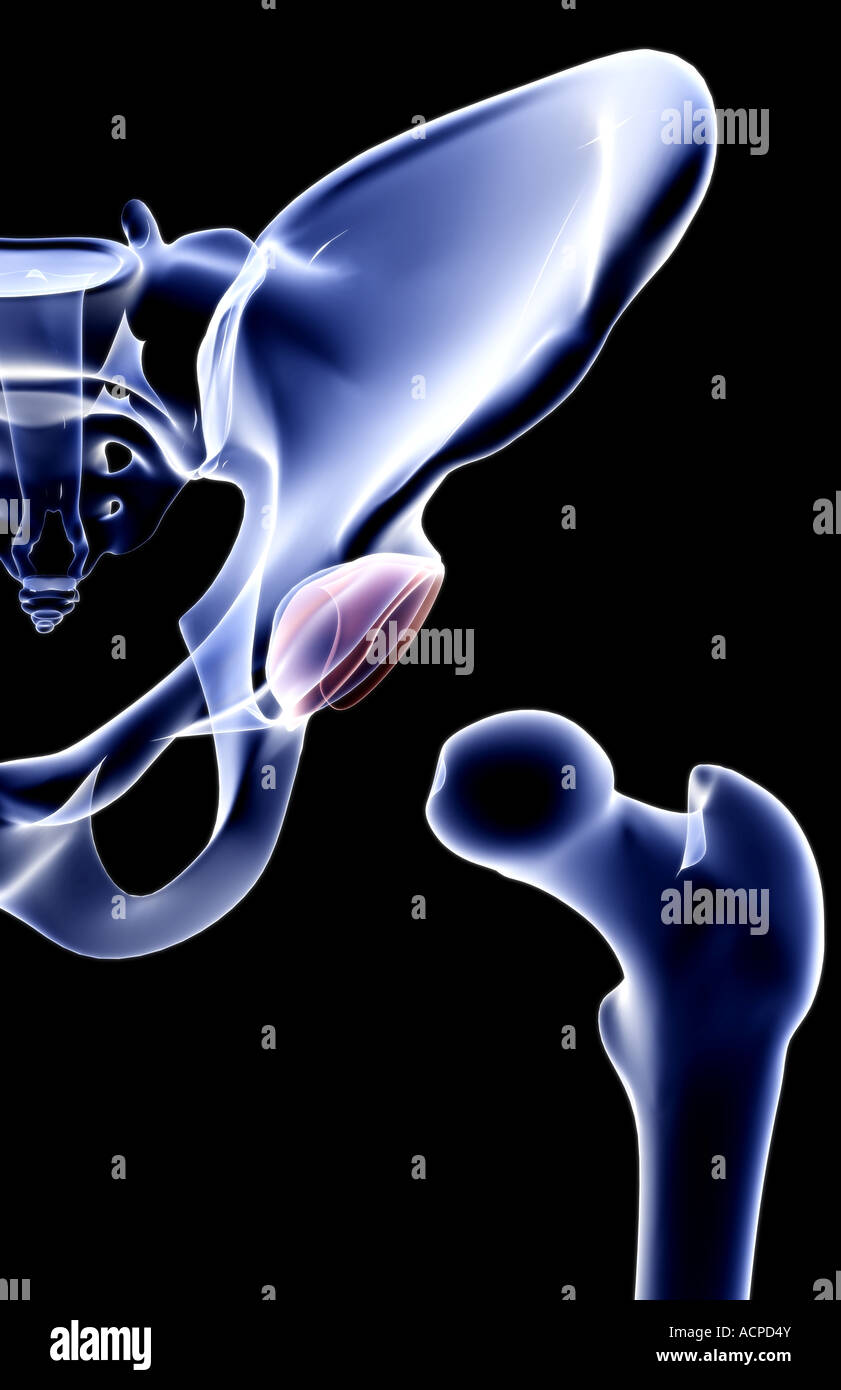 The bones of the hip Stock Photo - Alamy