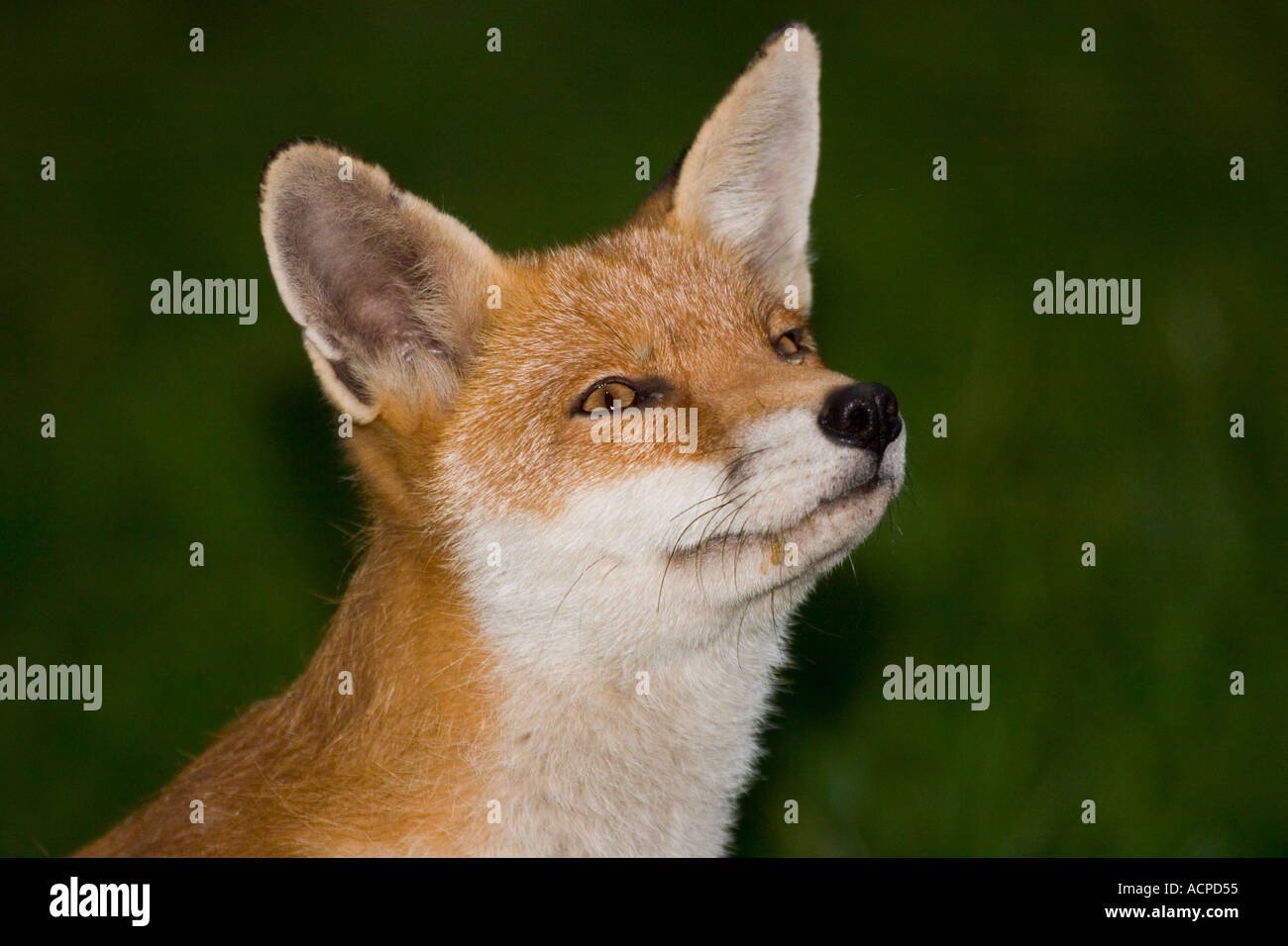 European red fox Stock Photo - Alamy