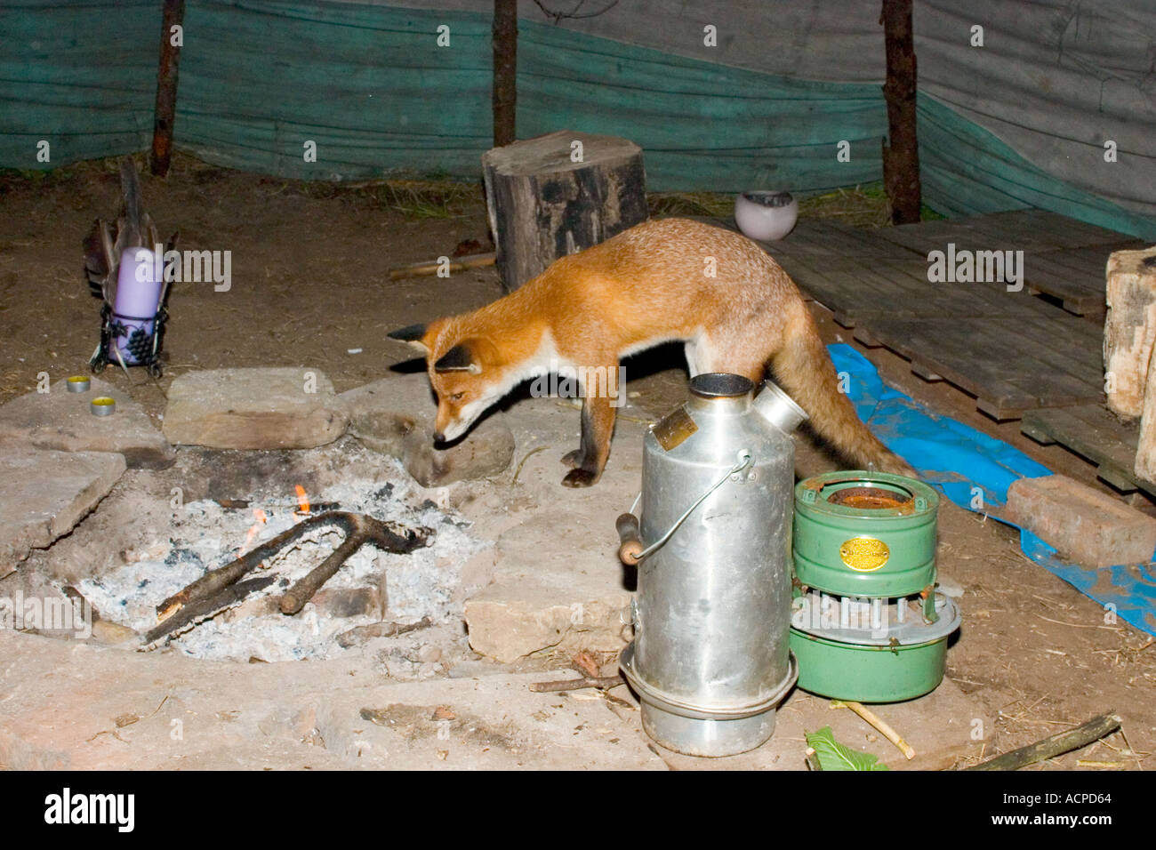 Fire fox hi-res stock photography and images - Alamy