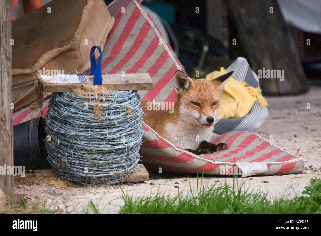 Red fox lying up in farm barn Stock Photo - Alamy