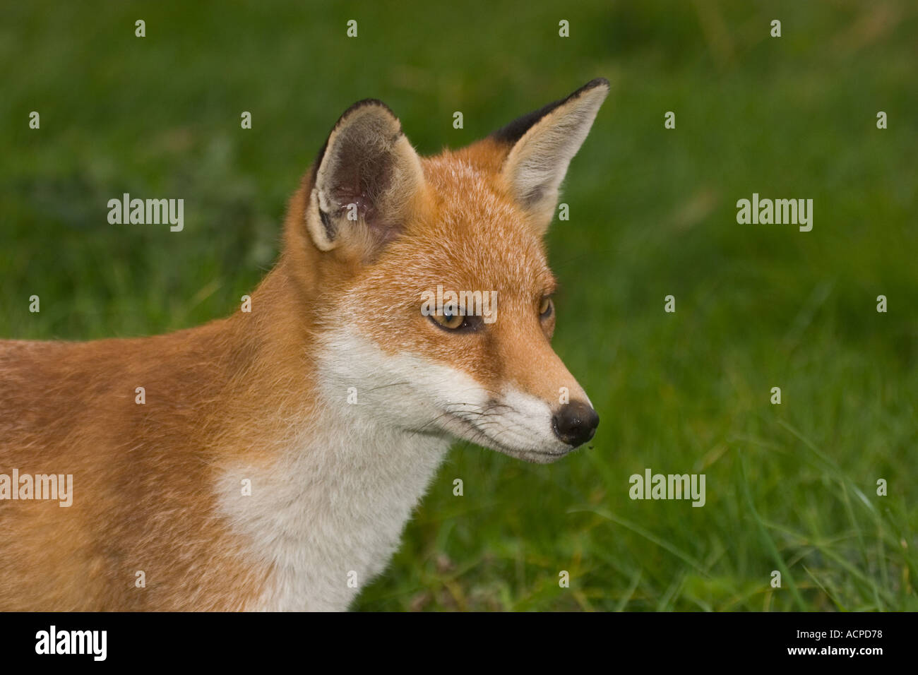 Red fox in daylight Stock Photo - Alamy