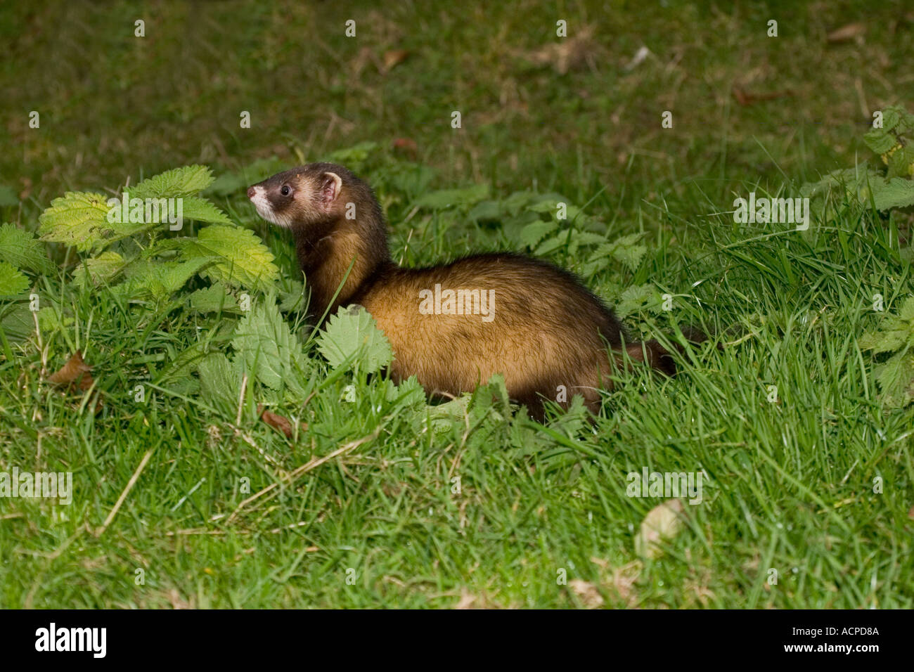 European polecat Mustela putorius Stock Photo - Alamy