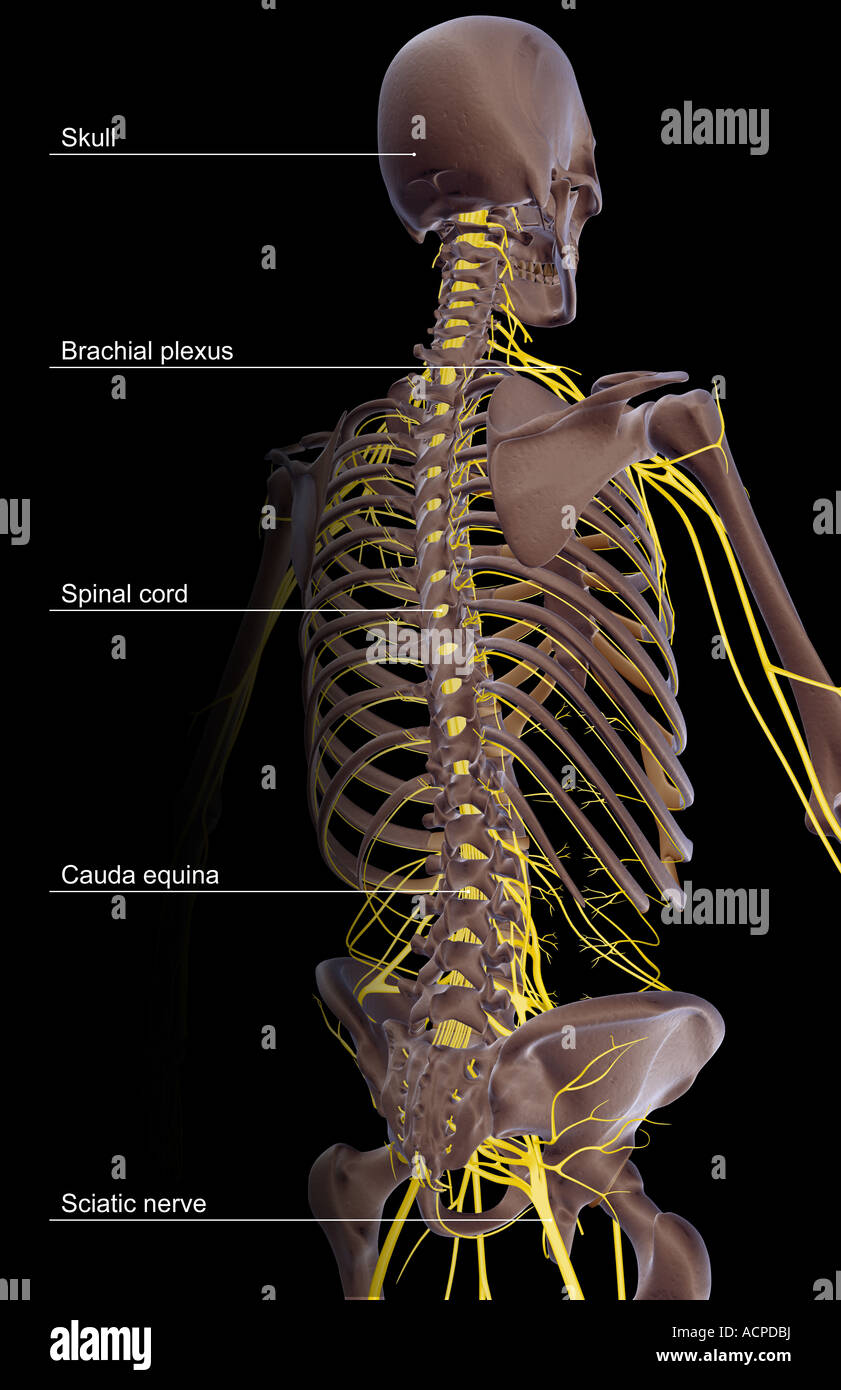 The nerve supply of the upper body Stock Photo - Alamy