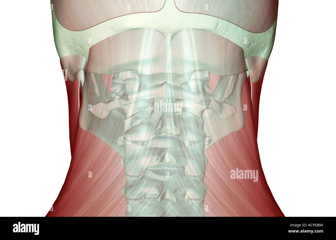 The musculoskeleton of the neck Stock Photo - Alamy