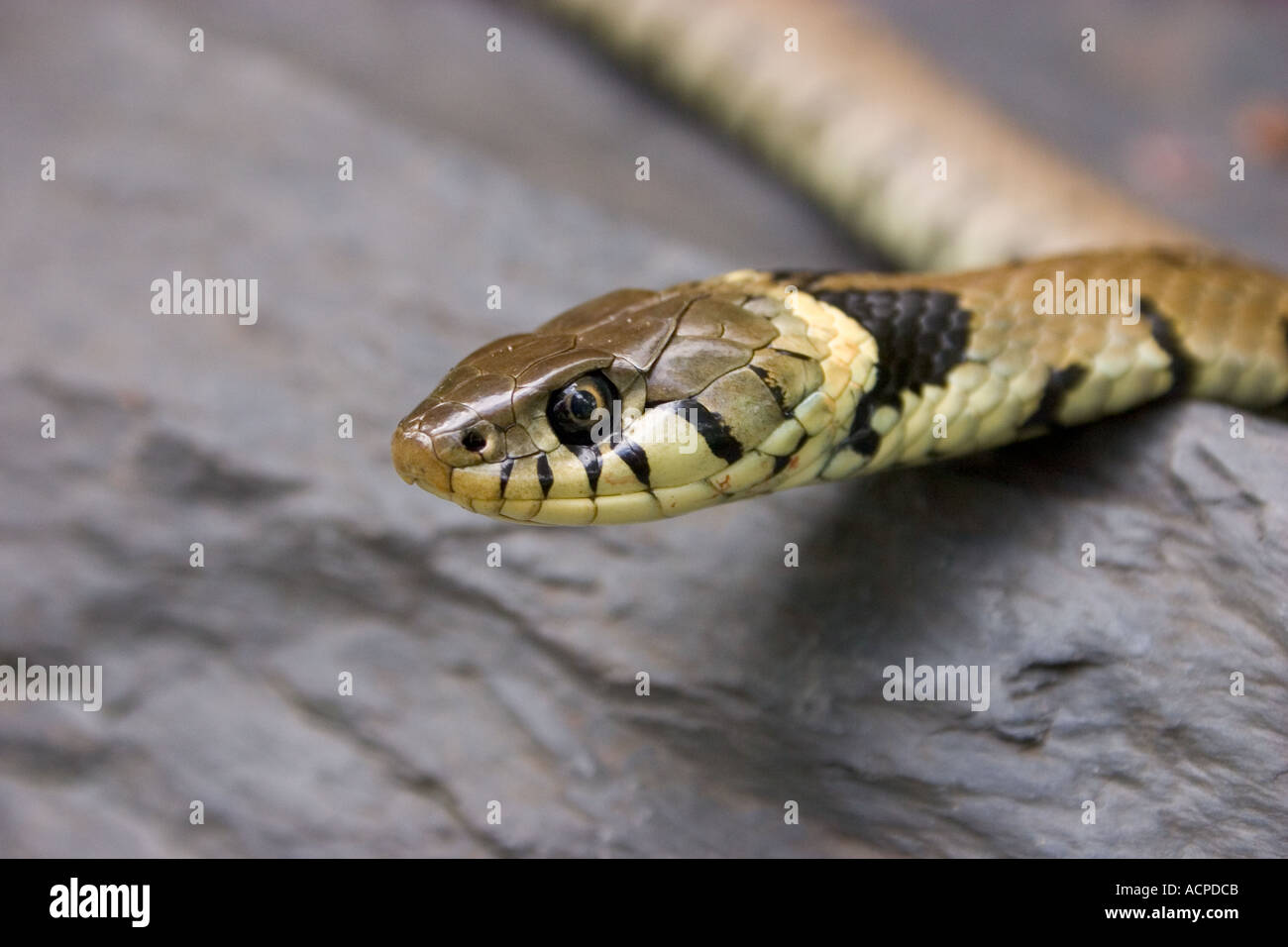The grass snake hi-res stock photography and images - Alamy