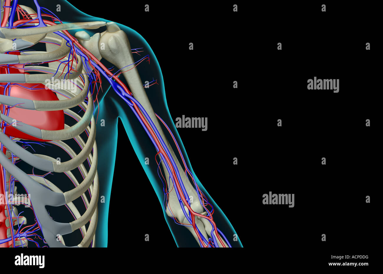 Blood supply shoulder upper arm hi-res stock photography and images - Alamy