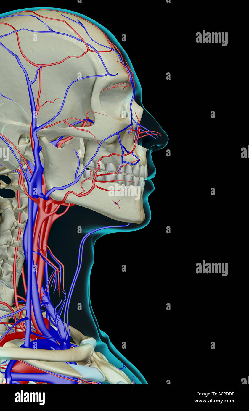 Maxillary artery hi-res stock photography and images - Alamy