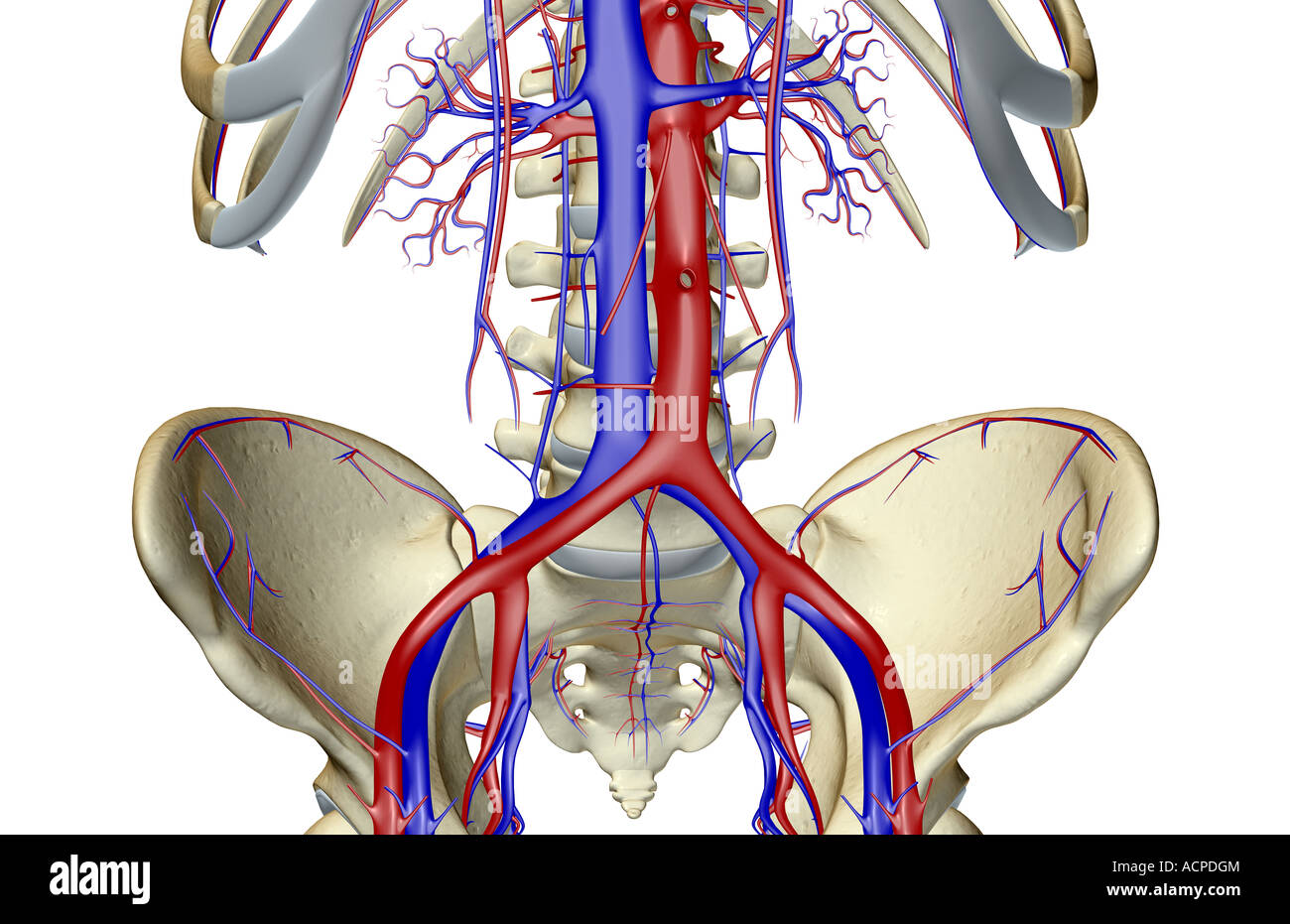 Blood Vessels Pelvis High Resolution Stock Photography and Images - Alamy