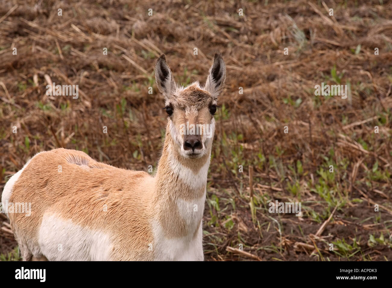 Pronghorn Antelope in scenic Saskatchewan Canada Stock Photo - Alamy