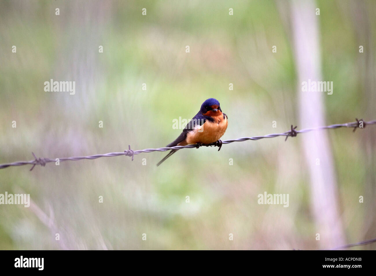 Barn Swallow on wire strand in scenic Saskatchewan Canada Stock Photo ...