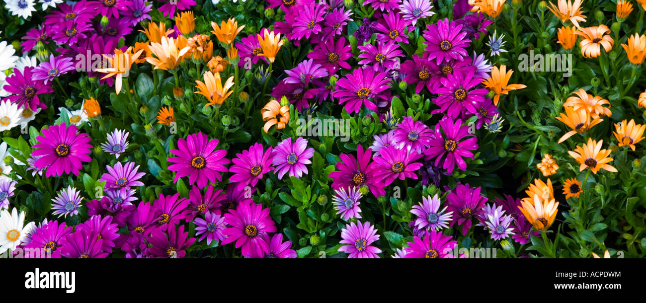 Fresh colorful garden fresh cut flowers Stock Photo - Alamy