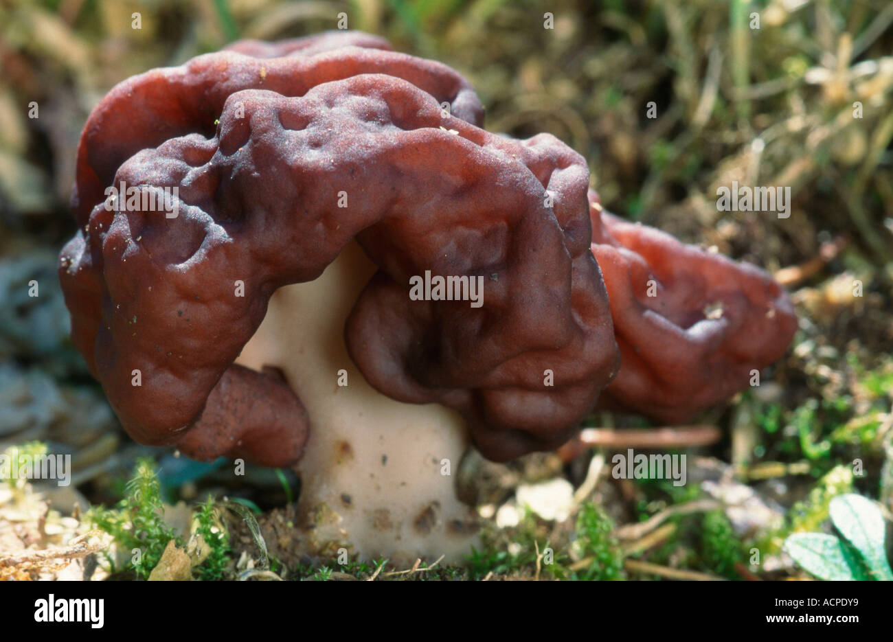 Brain Mushrooms Stock Photos & Brain Mushrooms Stock Images - Alamy