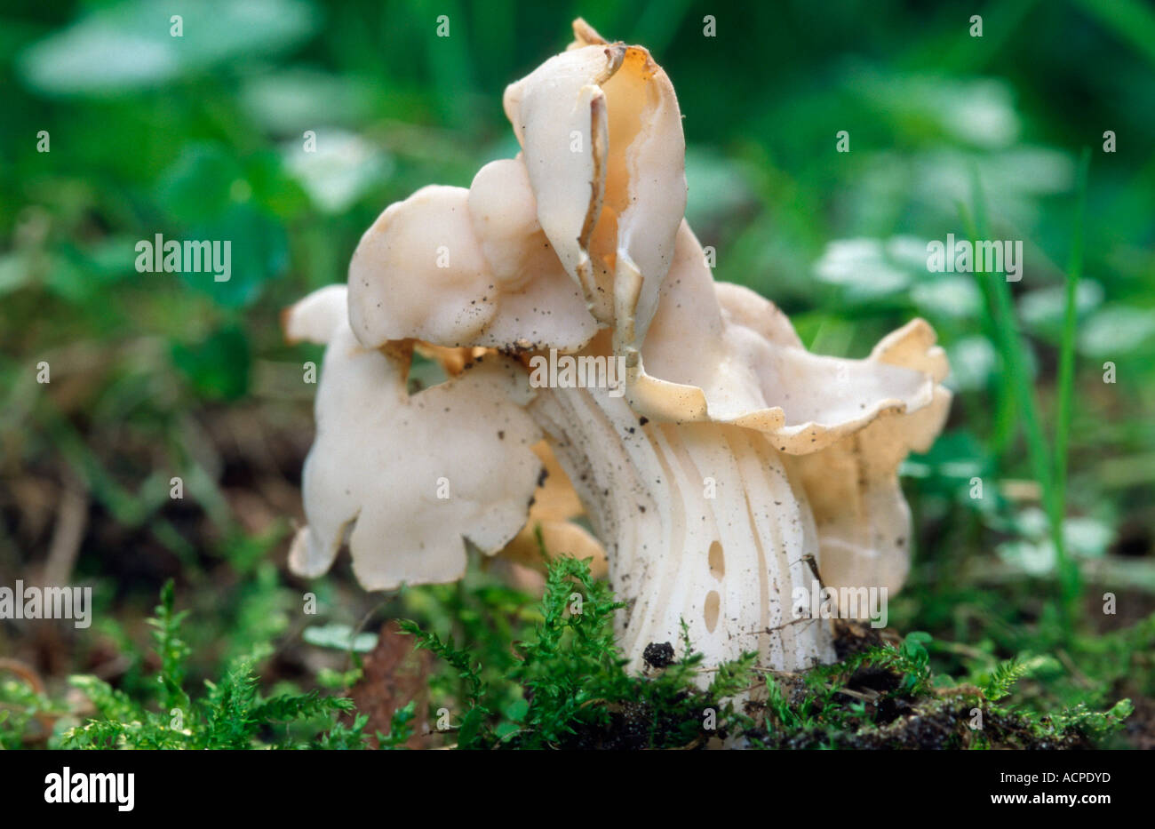 Helvella crispa mushrooms hi-res stock photography and images - Alamy