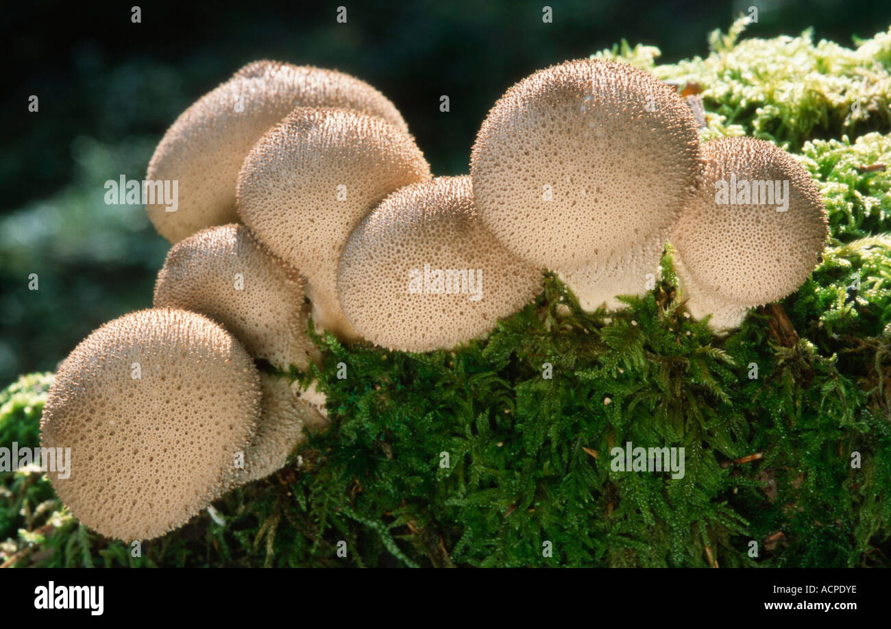 Common Puffball Stock Photo - Alamy