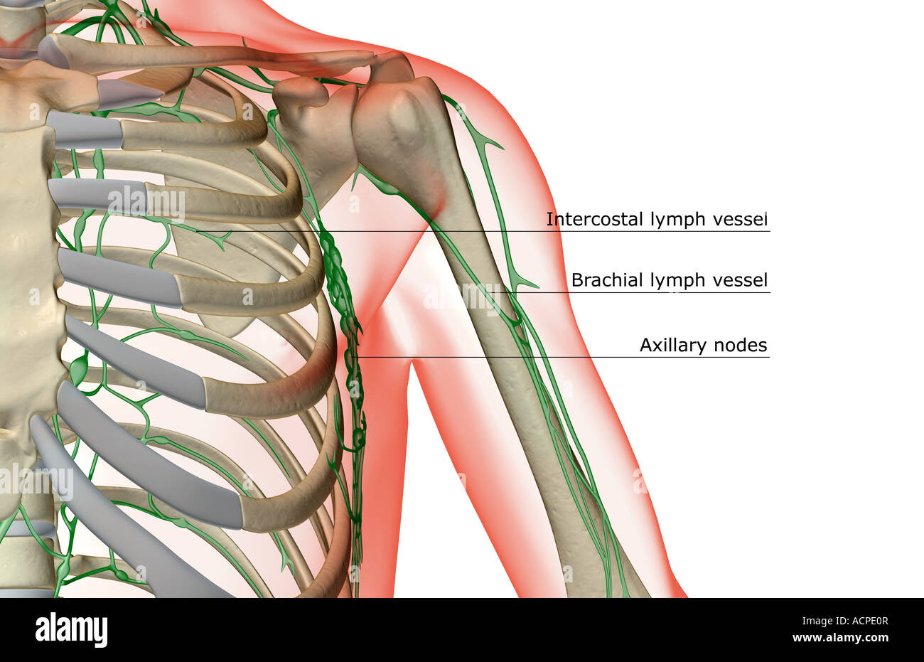 The lymph supply of the shoulder Stock Photo - Alamy