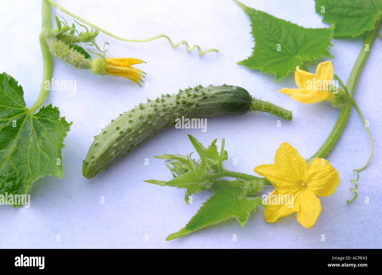 Cucumber Leaf Blossom Stock Photo - Alamy