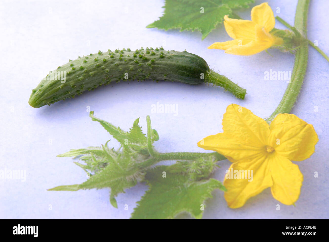 Cucumber Leaf Blossom Stock Photo - Alamy