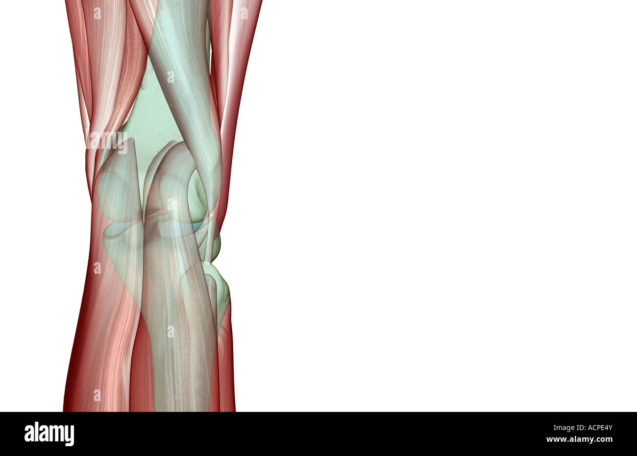 Knee anatomy side view Cut Out Stock Images & Pictures - Alamy