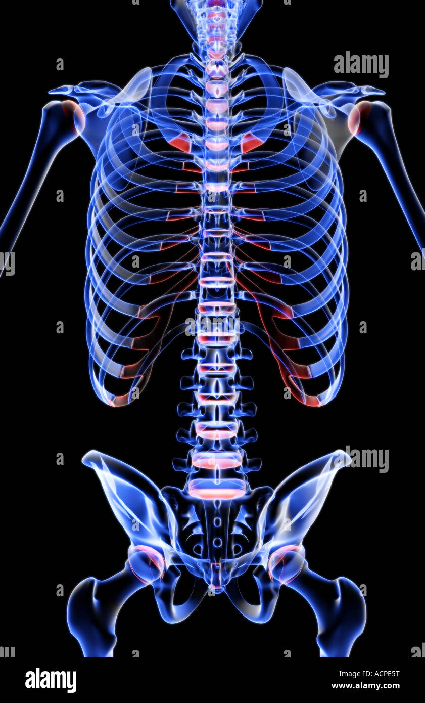 Bones of trunk anatomy hi-res stock photography and images - Alamy