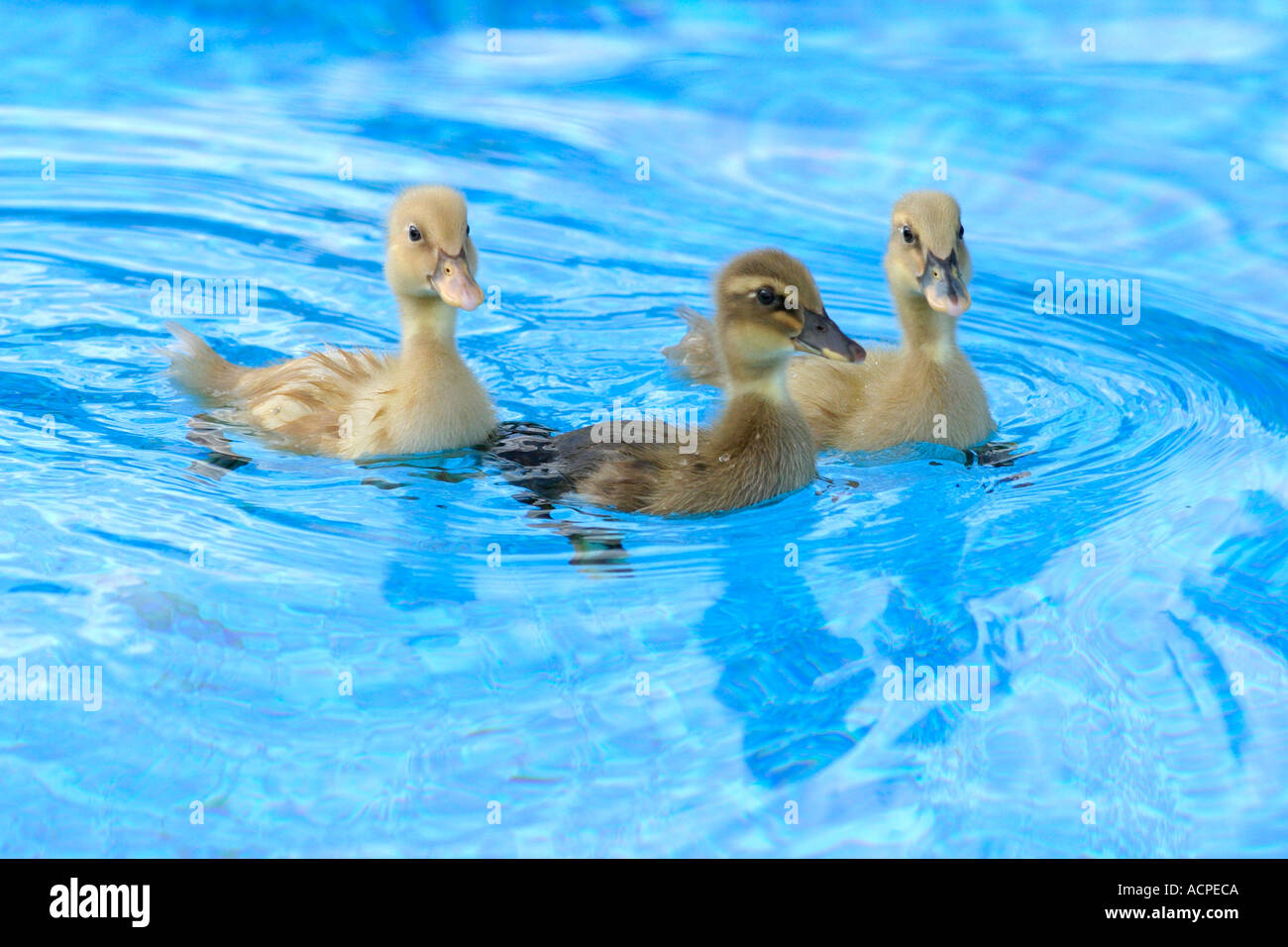 Ducklings in Water Stock Photo - Alamy