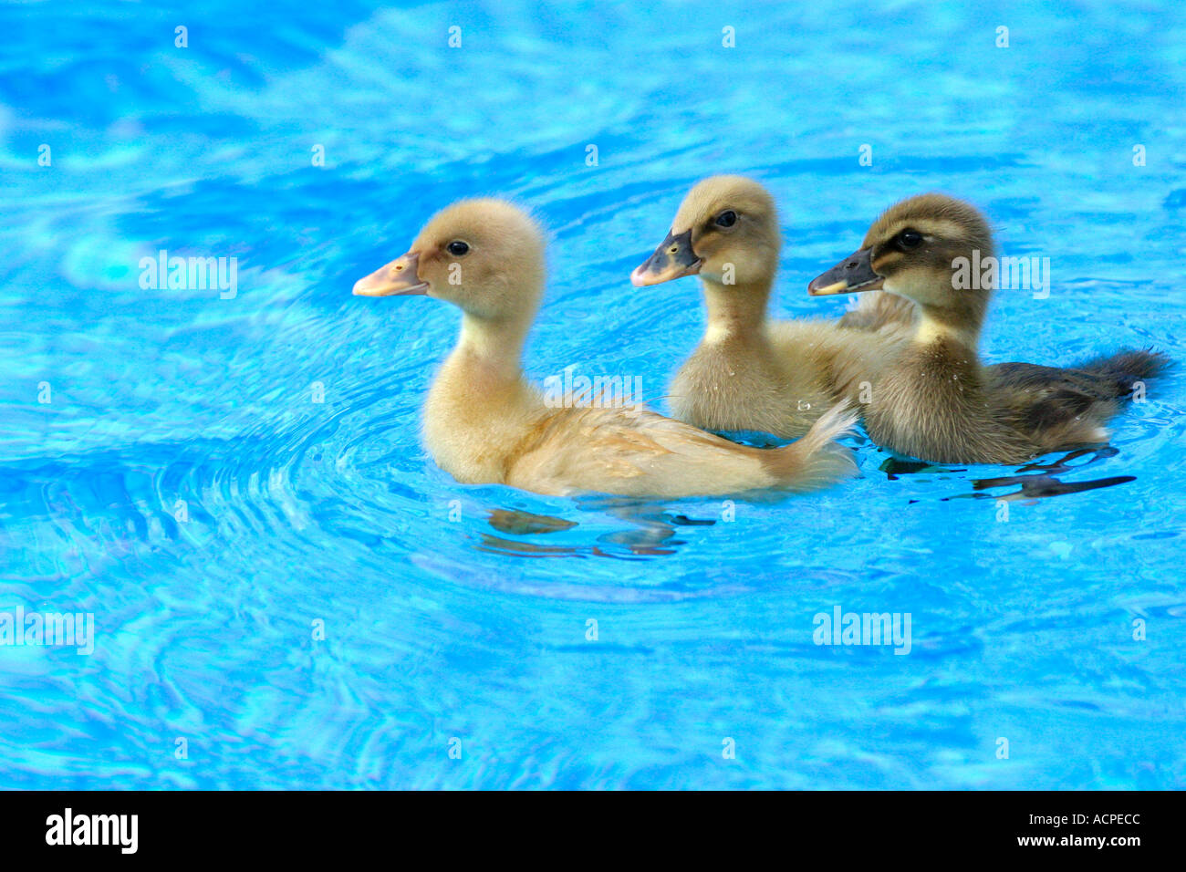 Duck companionship hi-res stock photography and images - Alamy