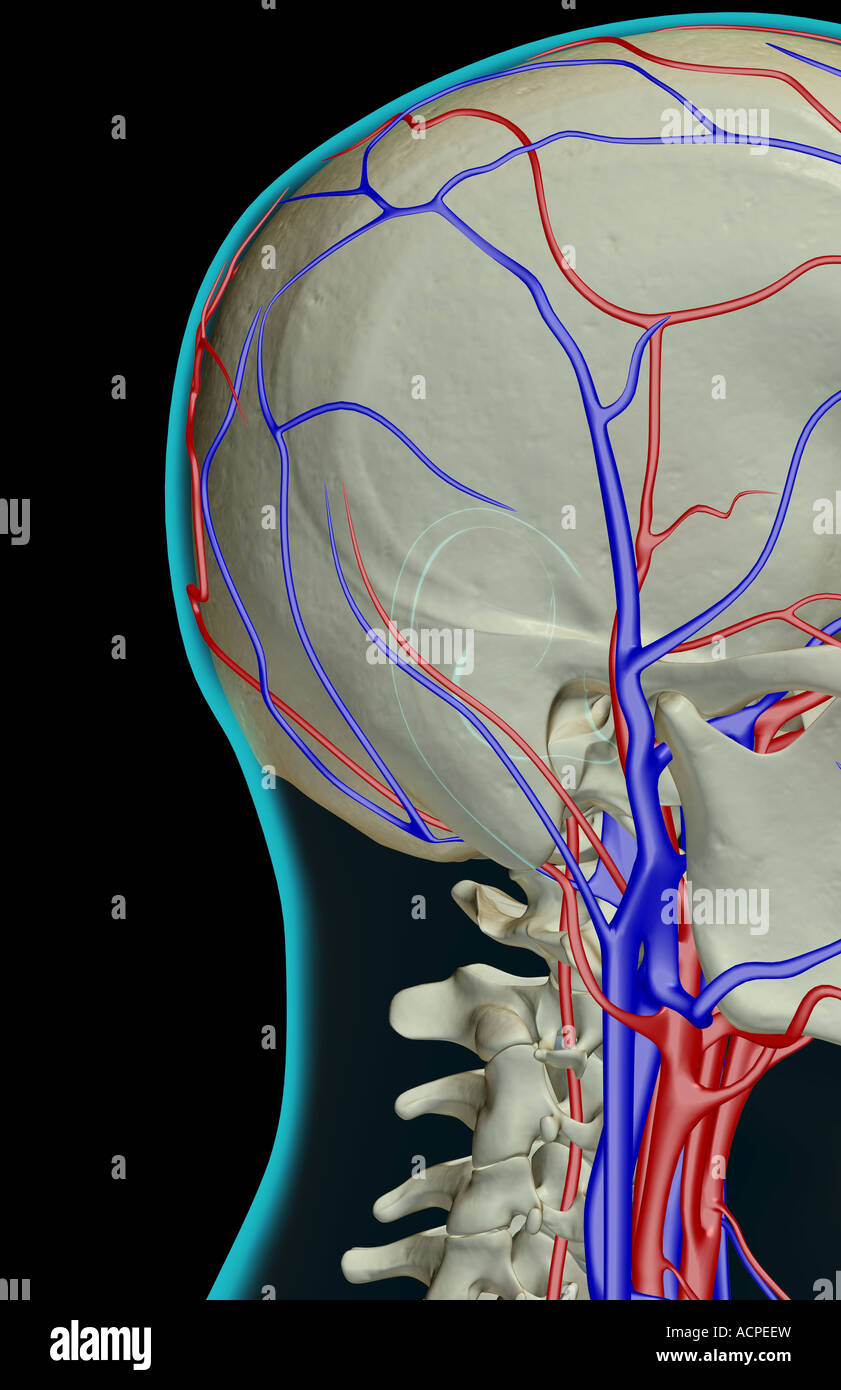 The blood supply of the head and neck Stock Photo - Alamy