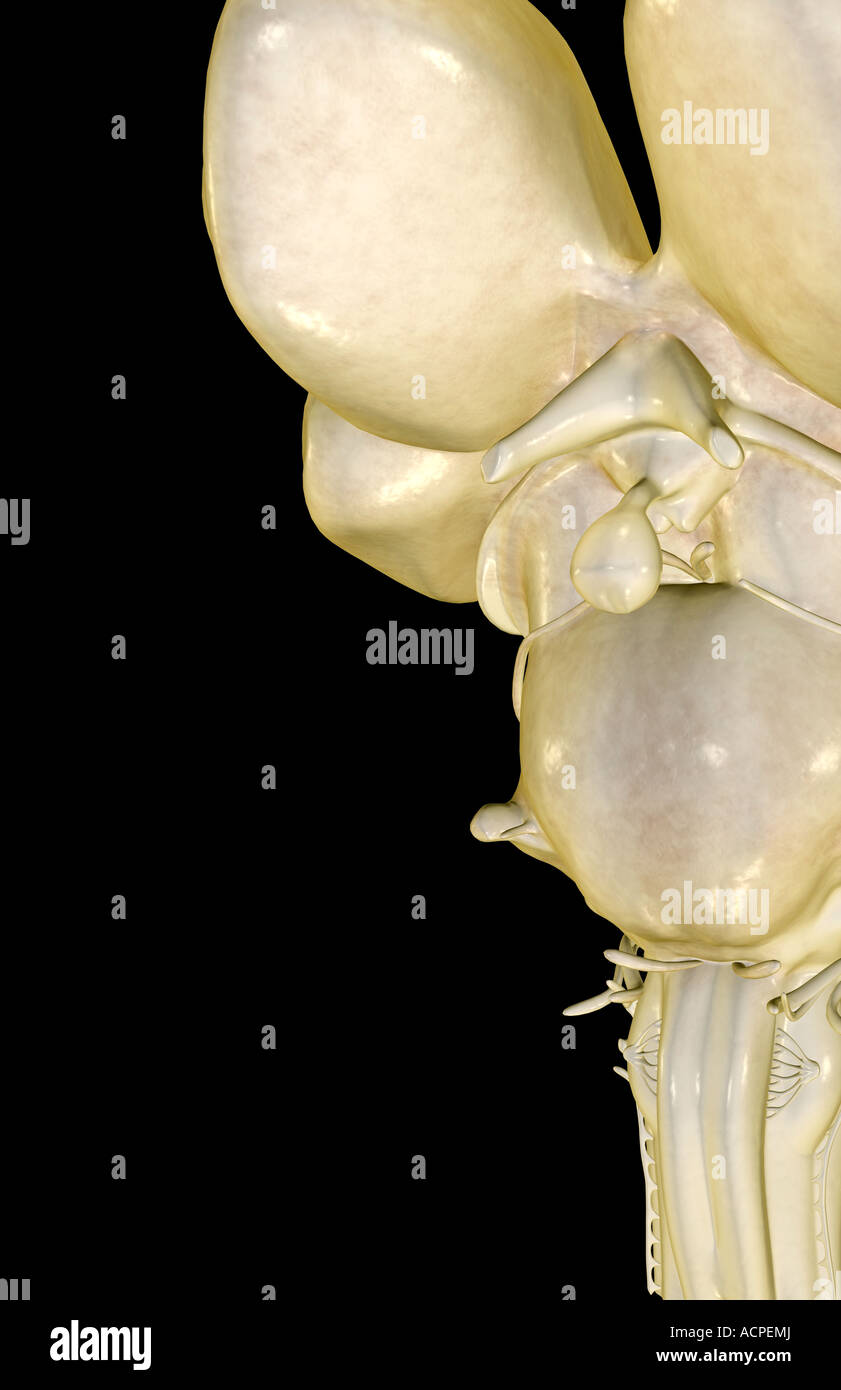 Trochlear nerves hi-res stock photography and images - Alamy