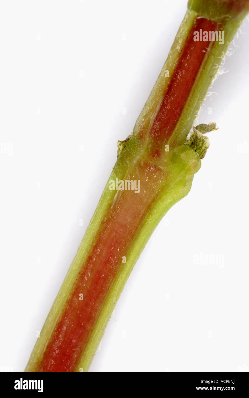 Stalk begonia hi-res stock photography and images - Alamy